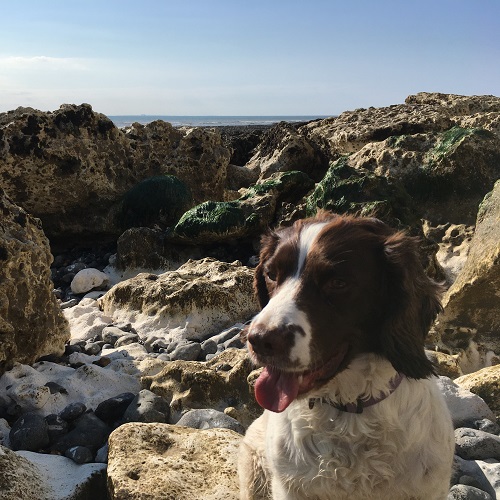 Things To Do In Kent - Explore White Cliffs Country